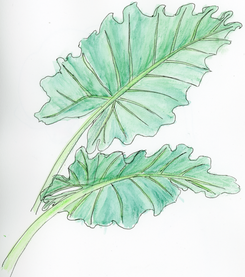 Botanical Art – Erica Gunn